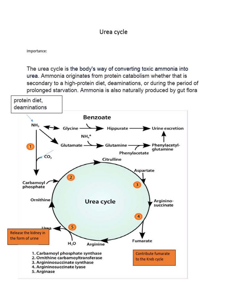 Urea Cycle | PDF