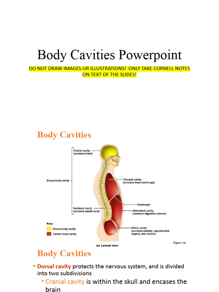 Body Cavities Powerpoint | PDF