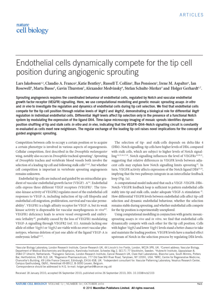 Endothelial Tip | PDF