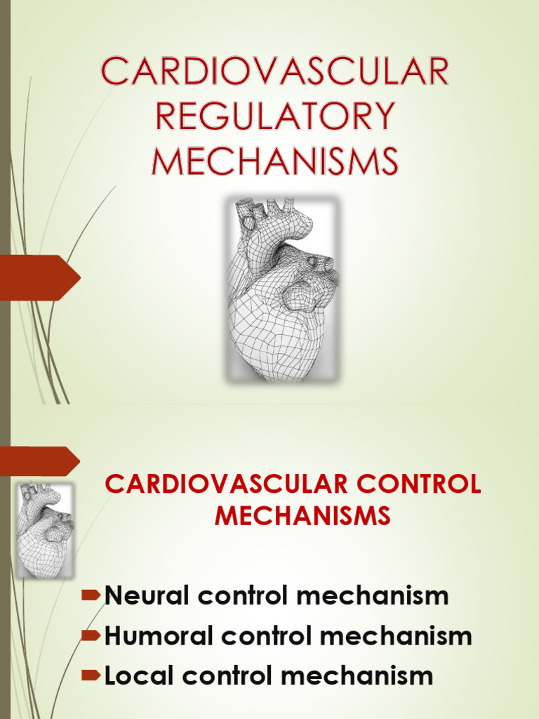 CVS Regulation II | PDF | Heart | Vagus Nerve