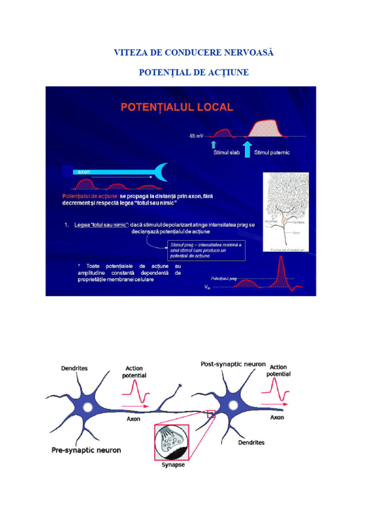 Conducere Nervoasa | PDF