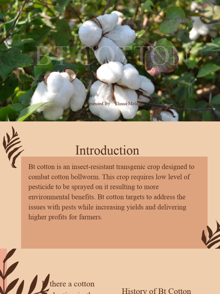 BT Cotton | PDF | Social Science | Technology & Engineering