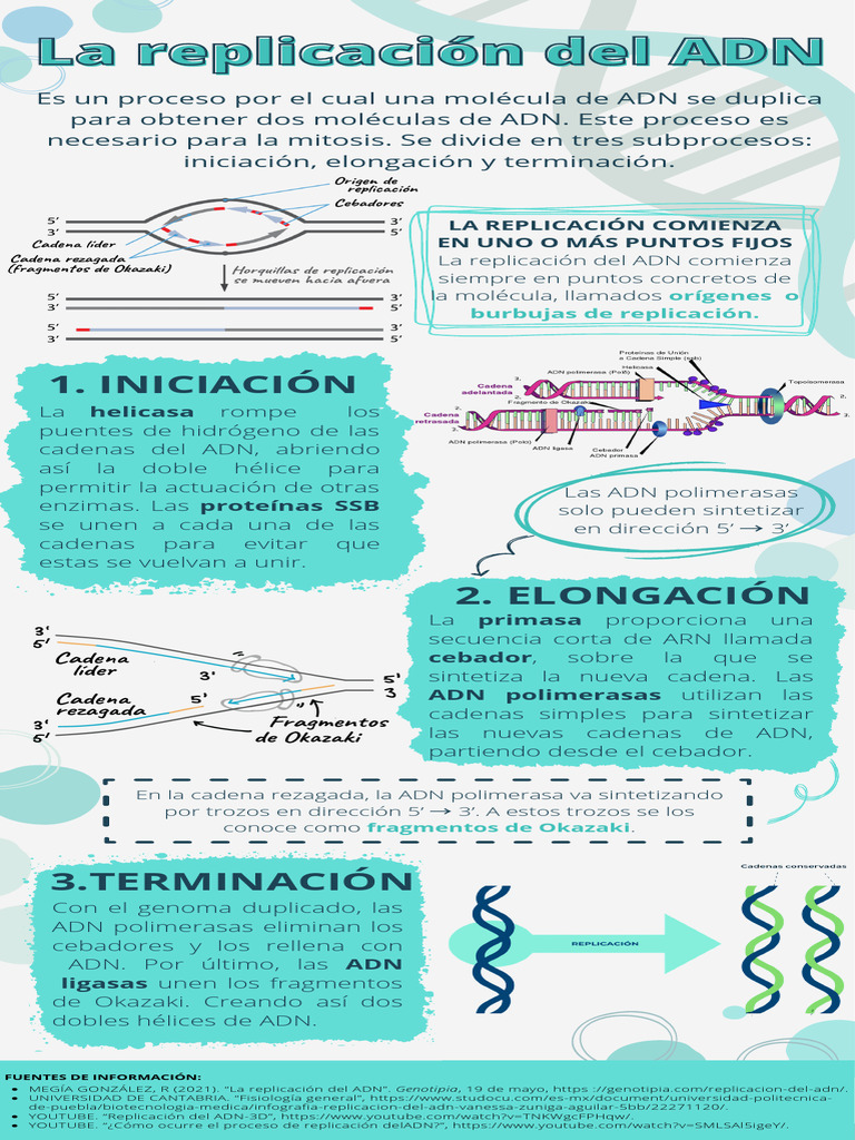 INFOGRAFÍA LA REPLICACIÓN DEL ADN | PDF | Replicación De Adn | Adn