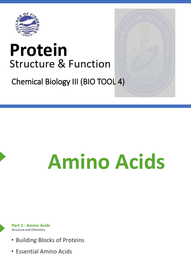 Lesson 2 - Protein Structure and Function | PDF | Amino Acid | Protein ...