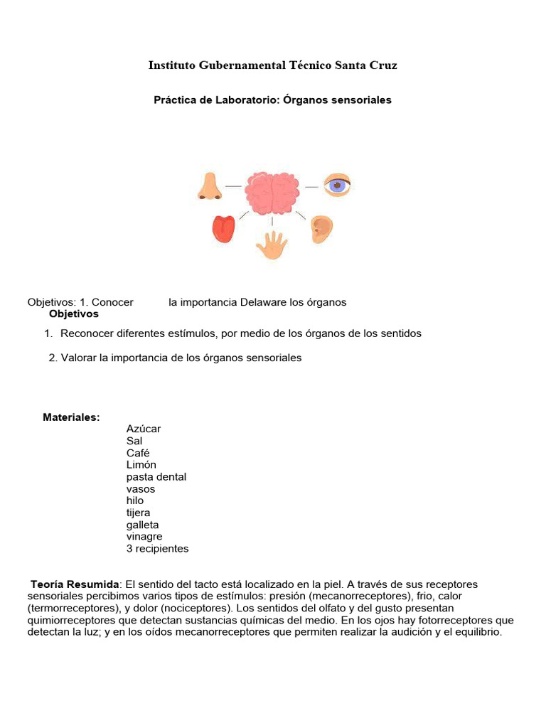 Practica Los Organos Sensoriales | PDF | Sistema nervioso