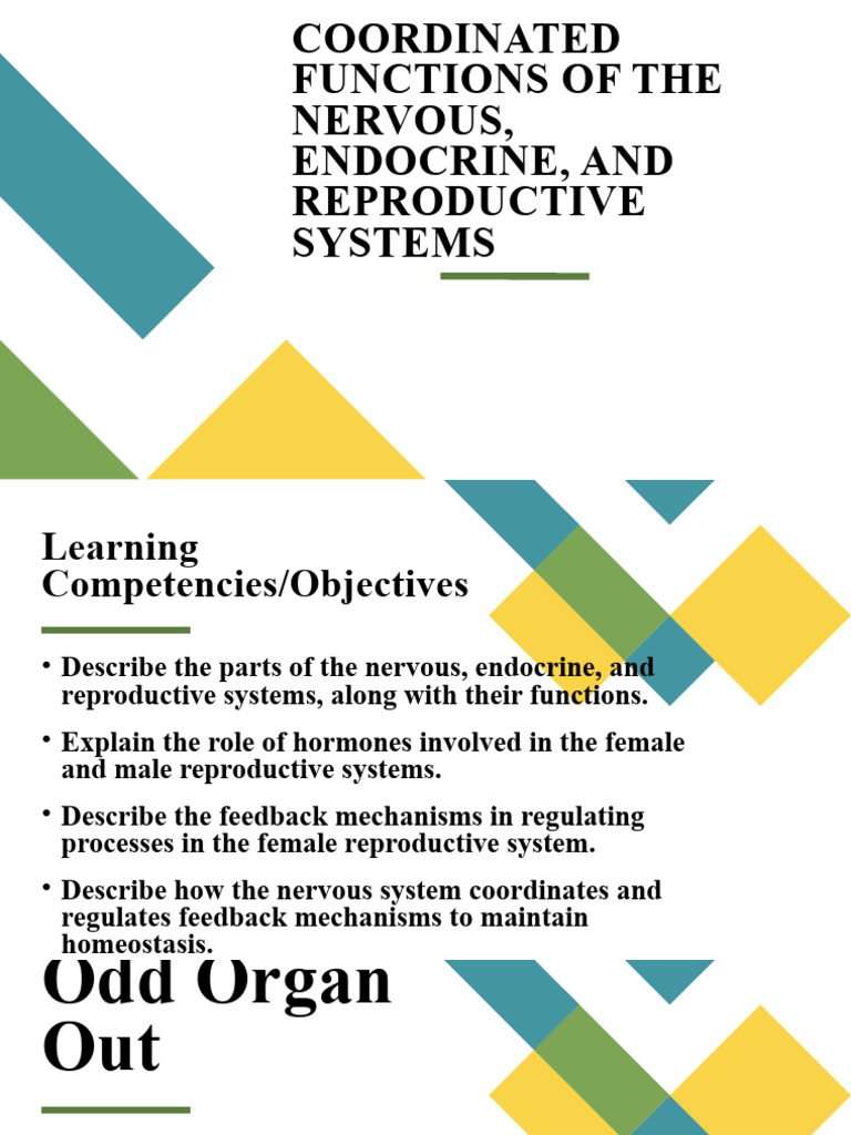 Coordinated Functions of The Nervous, Endocrine | PDF | Neuron | Nervous System