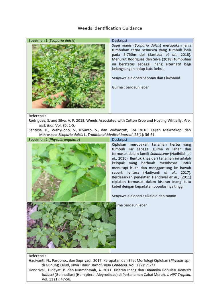 Weeds Identification Guidance 7des | PDF