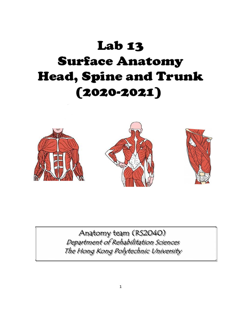 (2021) Handout for Surface Anatomy_Head_Spine_Trunk | PDF | Anatomical ...