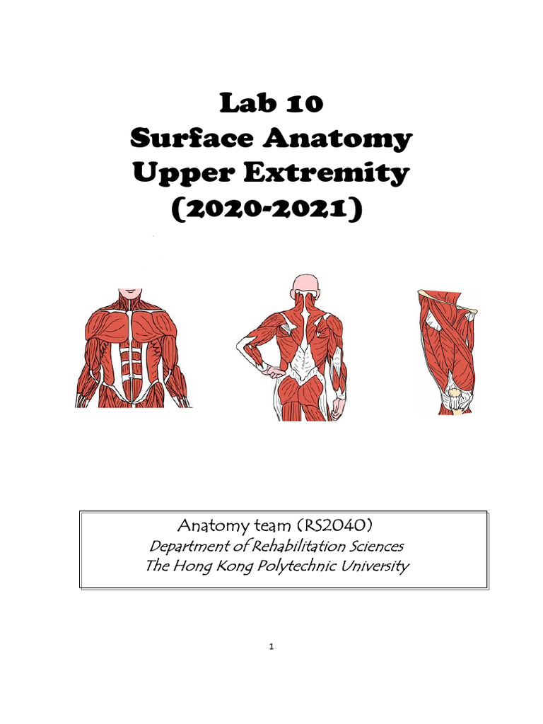 (2021) Handout for Surface Anatomy_Upper Extremity | PDF