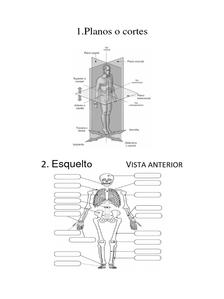 Anatomía del Esqueleto y Cráneo | PDF