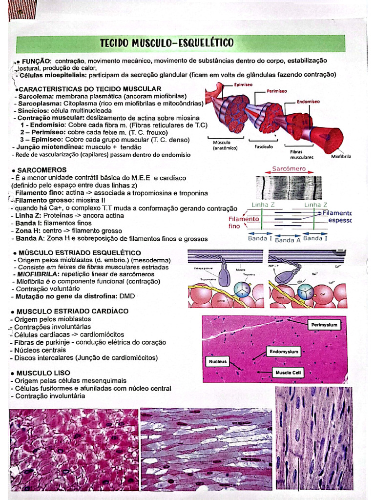 Tecido Musculo Esquelético Pdf