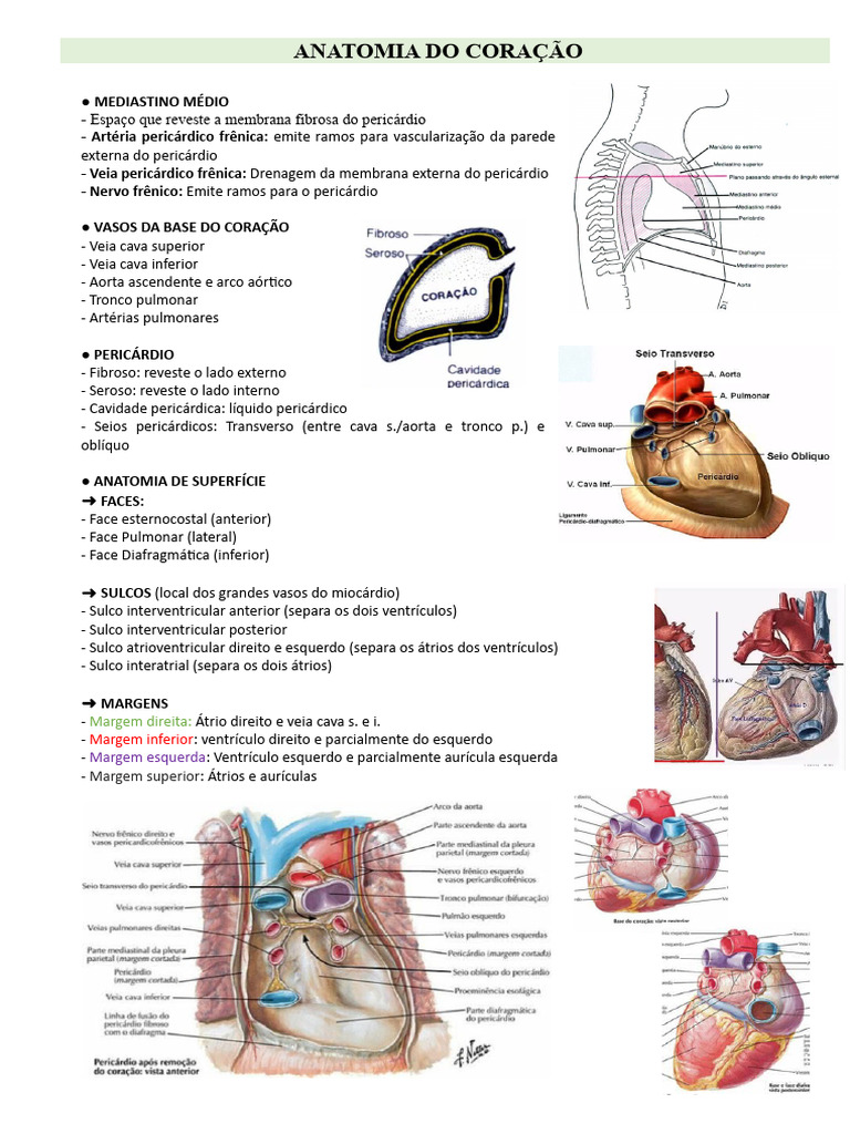 Anatomia Do Coração | PDF | Coração | Átrio (coração)