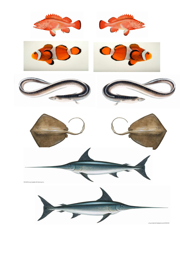 Marine Animals | PDF