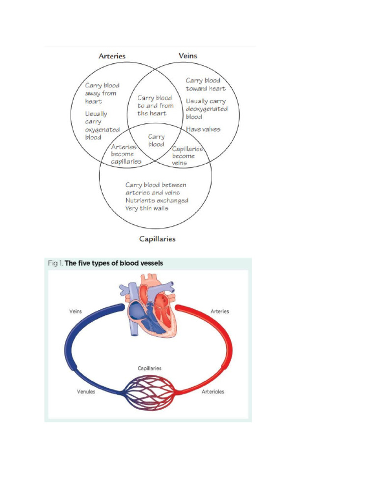arteries, veins, capillaries | PDF