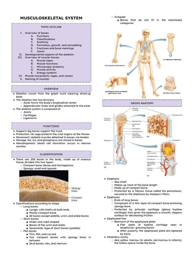 Anaphy Notes c4 | PDF