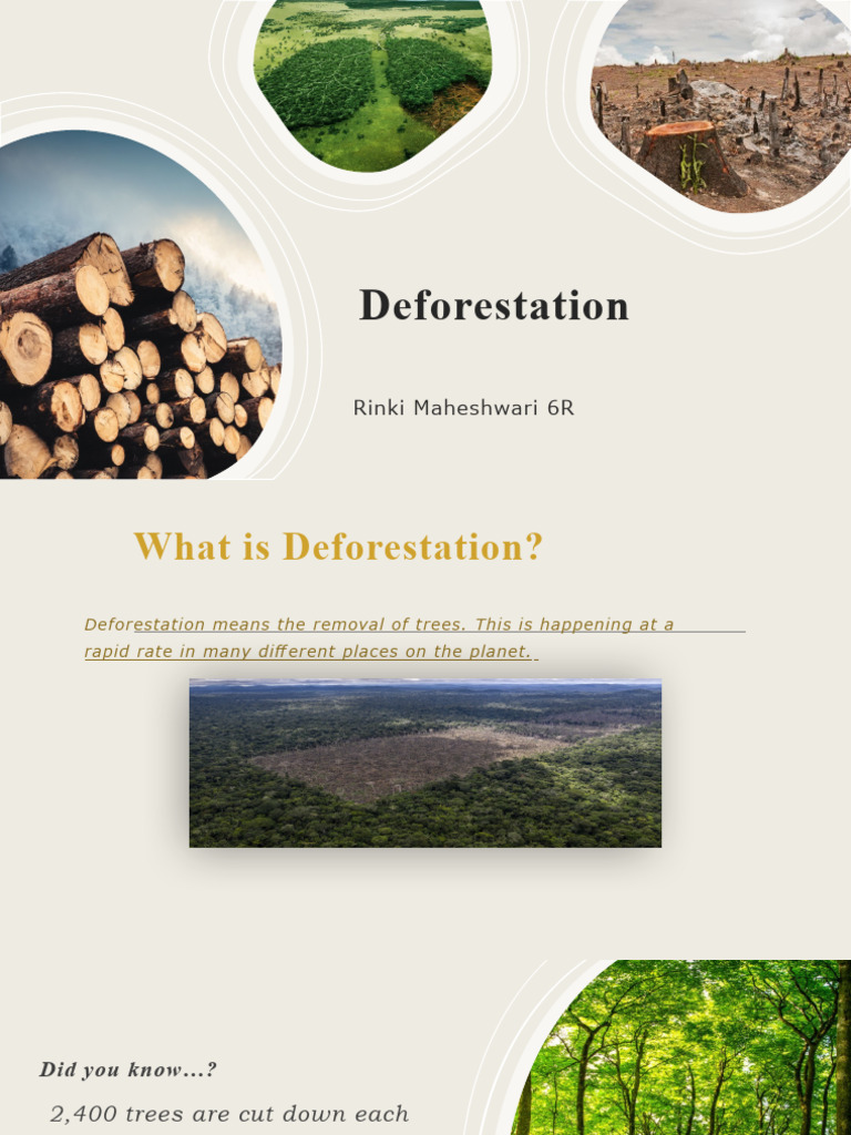 GEOGRAPHY - Deforestation | PDF