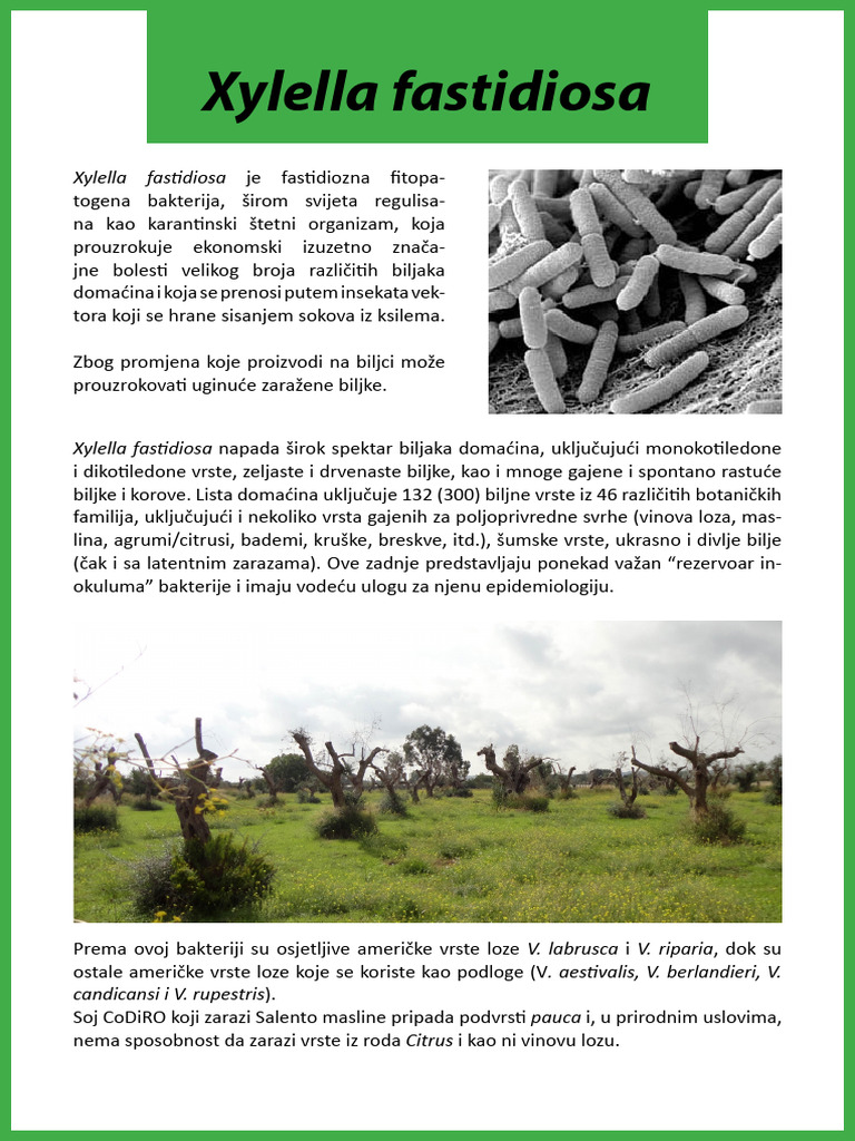 Xylella Fastidiosa Lat | PDF