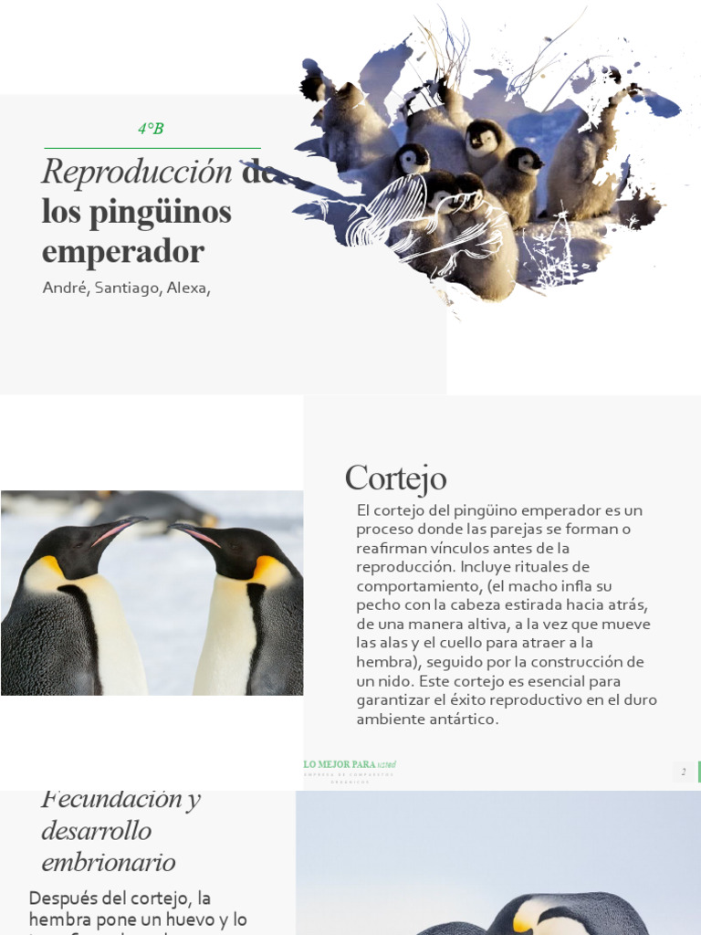 Los Pinguinos | PDF