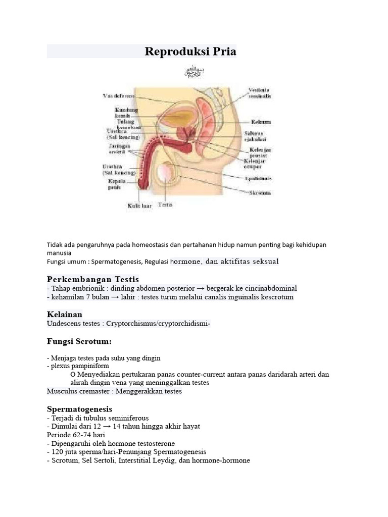 Reproduksi Pria: Spermatogenesis dan Hormon | PDF