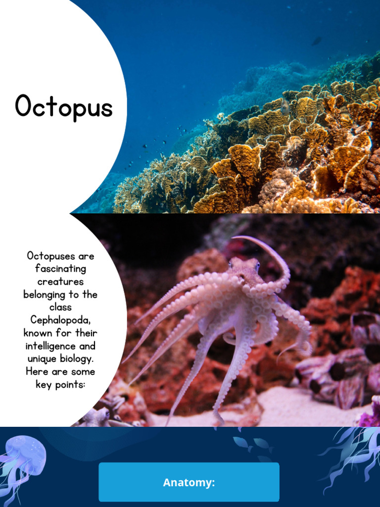 Octopus | PDF