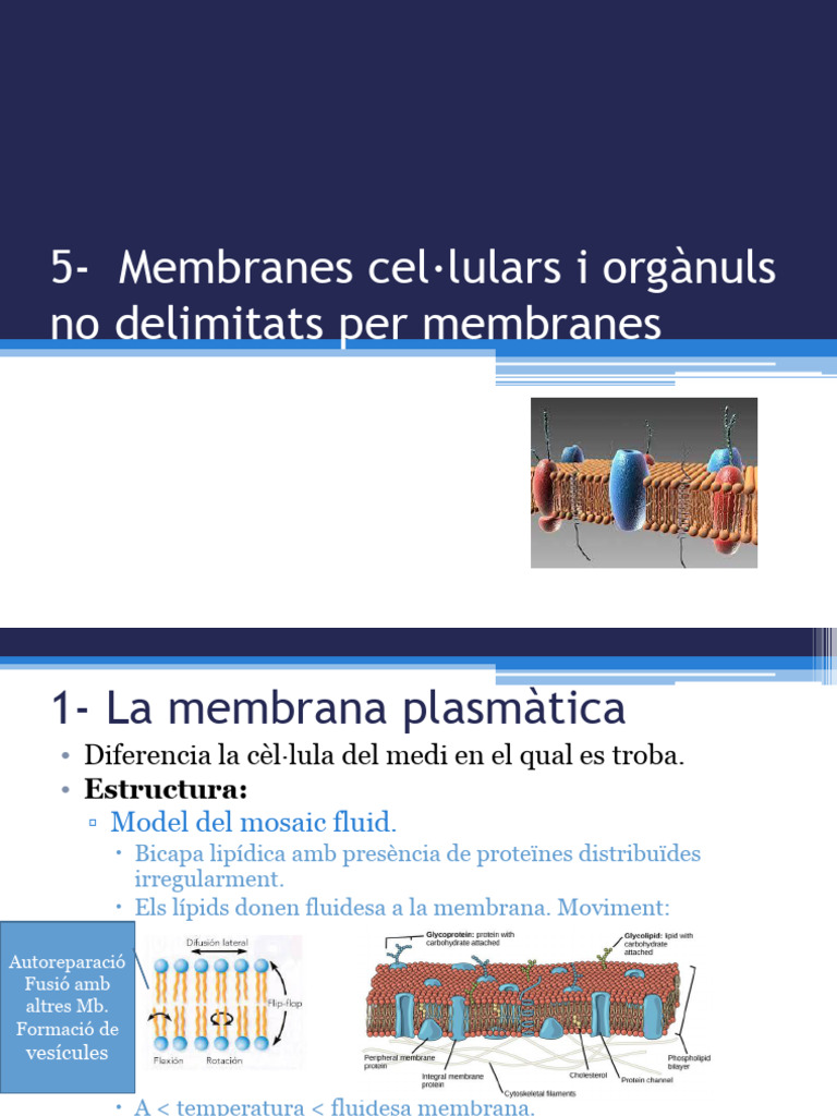 5- Membranes Cel-lulars i Organuls No Delimitats Per Membranes | PDF