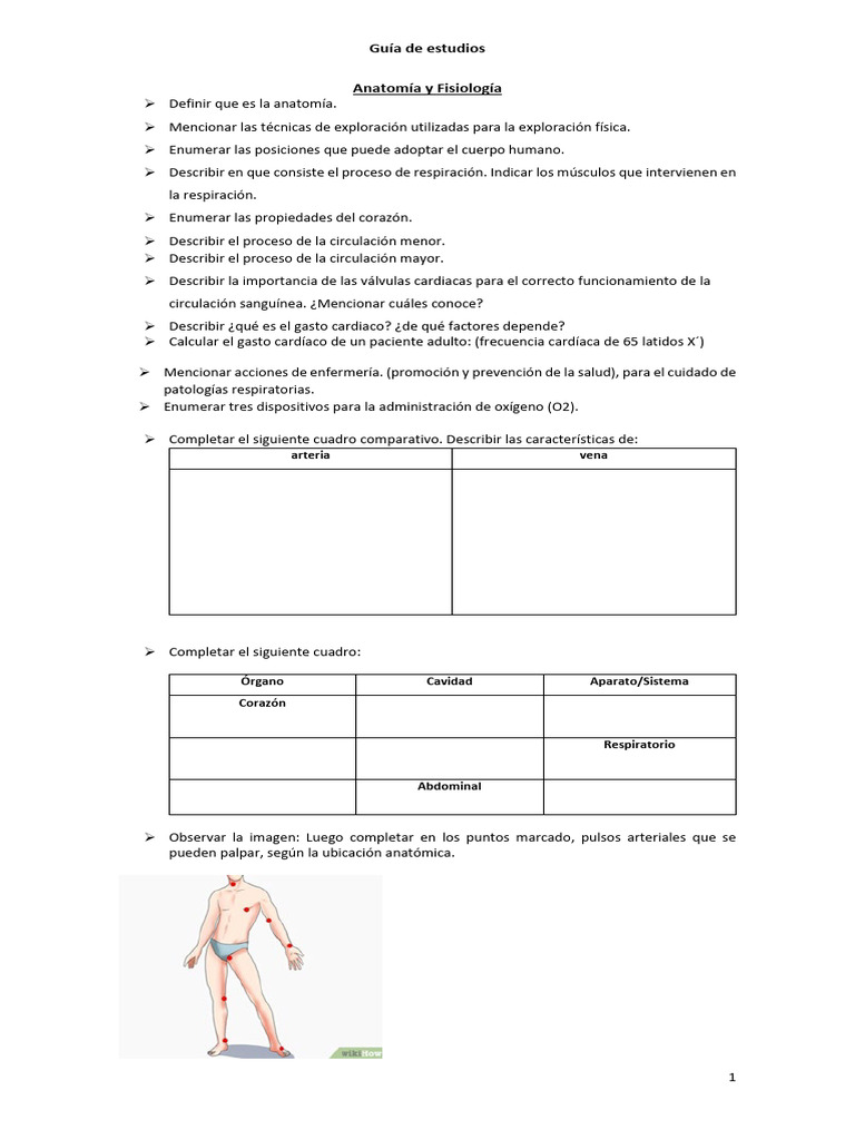 Anatomía Guia De Estudio 2023 Pdf Corazón Sistema Circulatorio