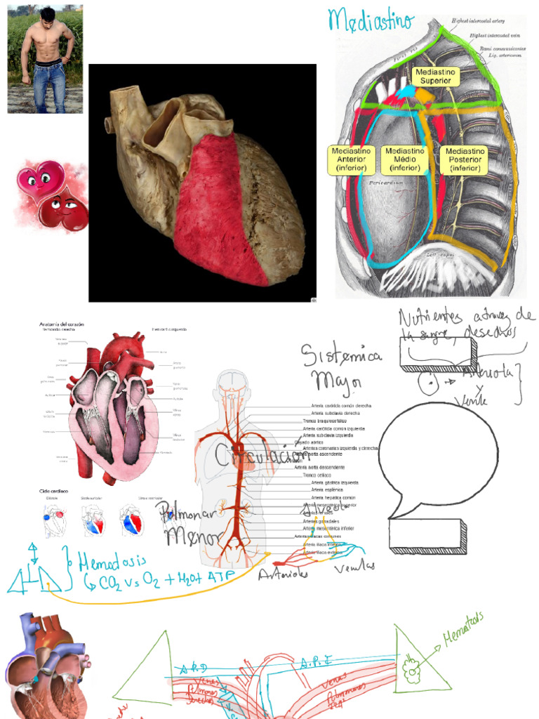 Anato Semana 6 Pulmon Corazon | PDF