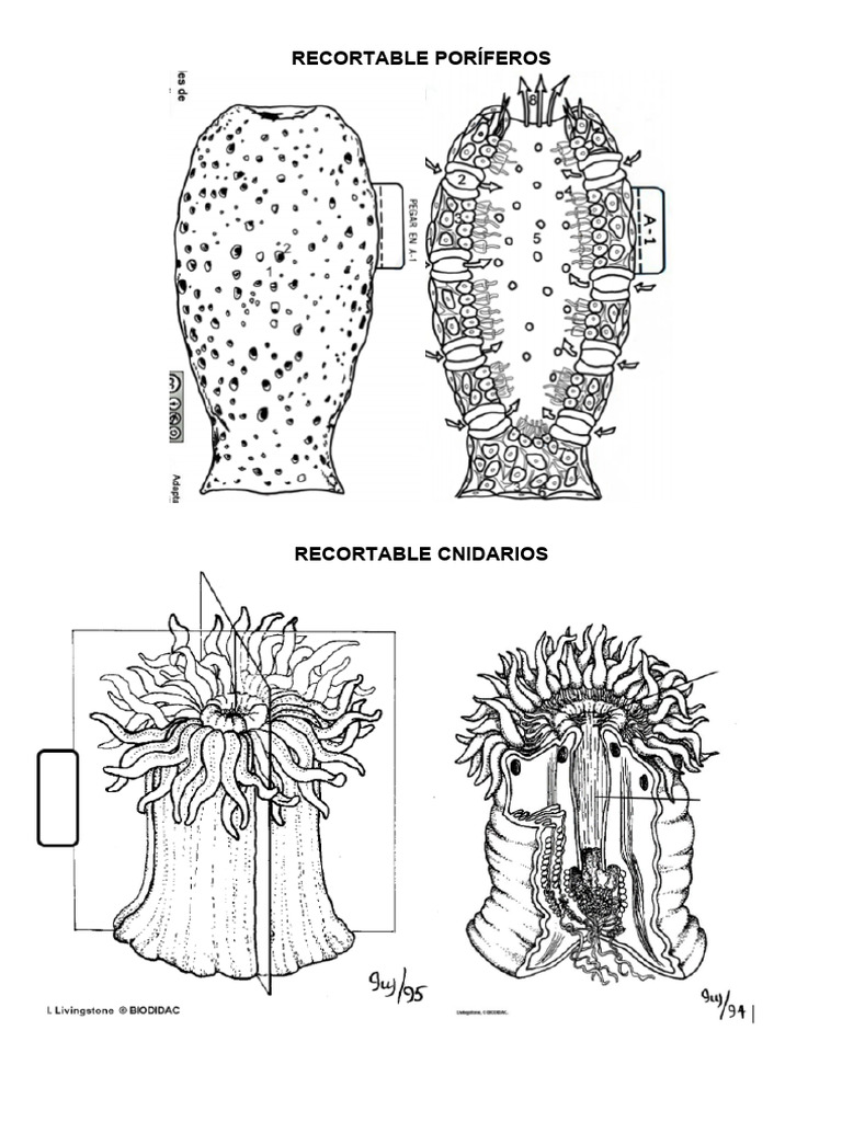 Recor Tables 2 | PDF
