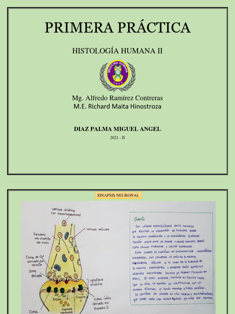 PRIMERA PRÁCTICA Histo. II | PDF