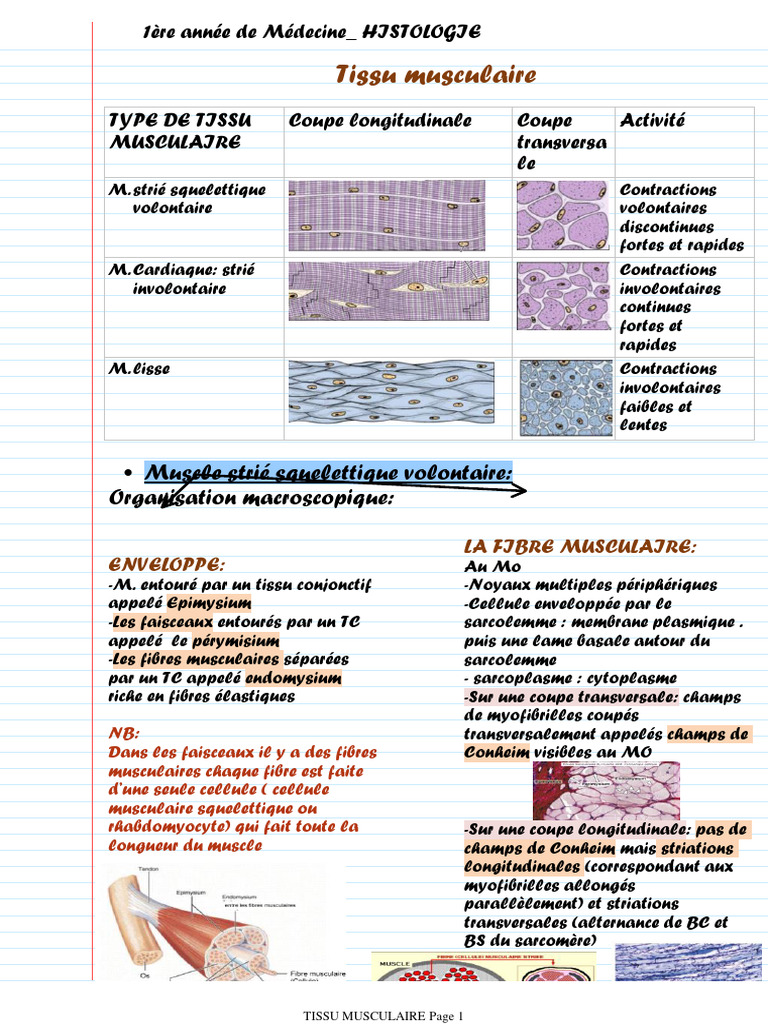 Tissu Musculaire | PDF