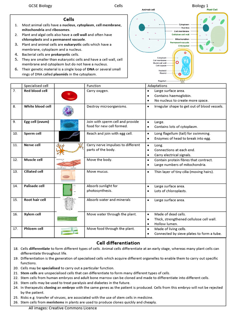 Biology - Cells KMap | PDF