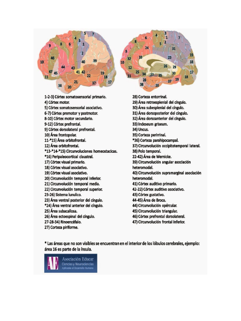 Areas de Brodman | PDF