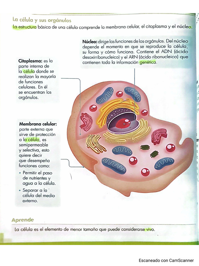 partes de la celula | PDF