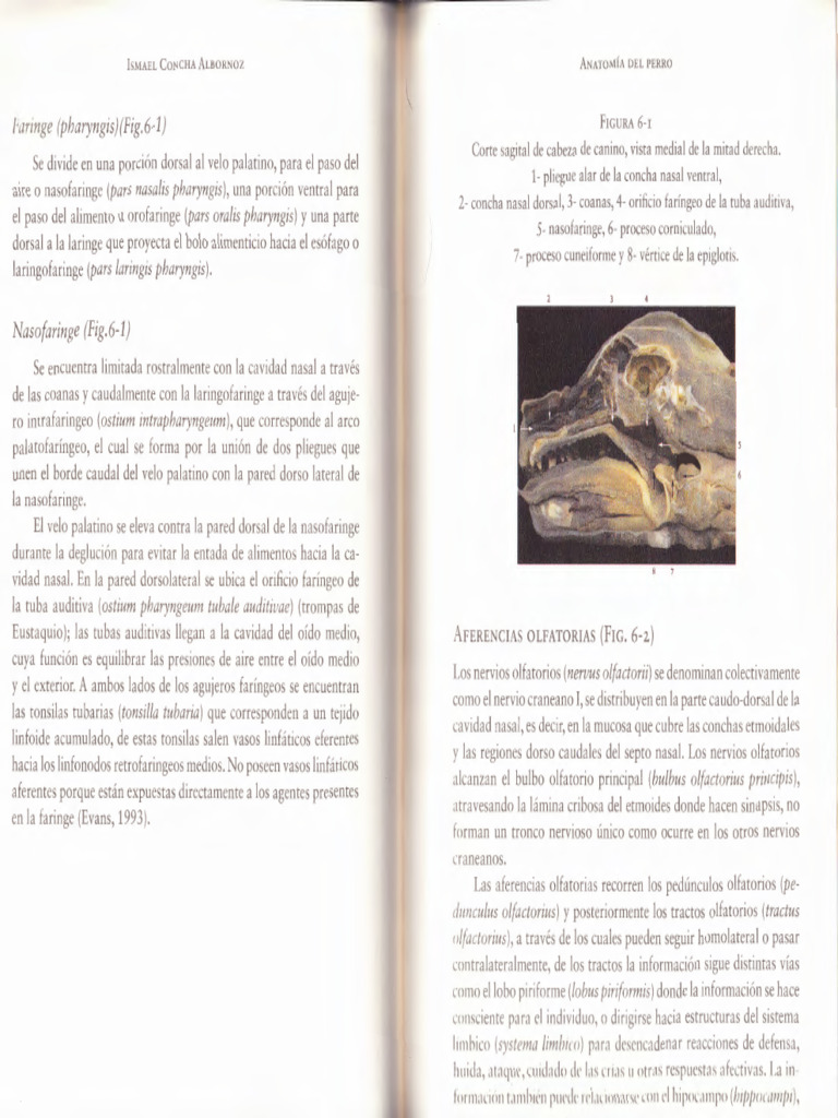 Anatomía de la Faringe en Perros | PDF | Percepción visual | Anatomía ...