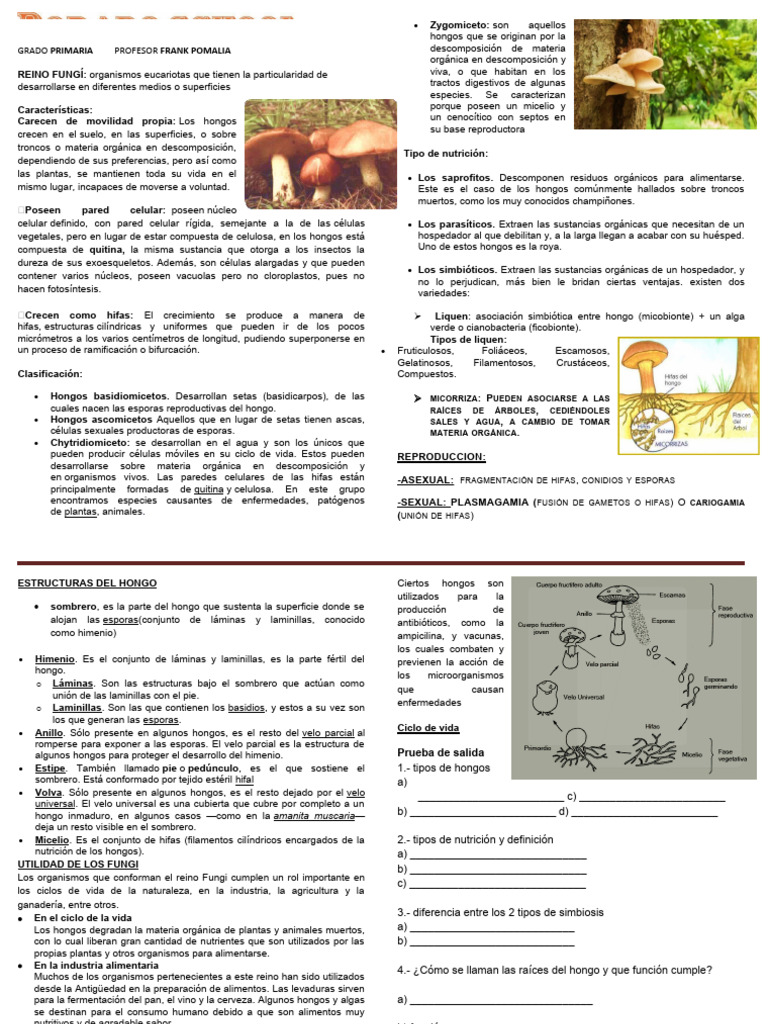 Reino Fungi Actualizado | PDF