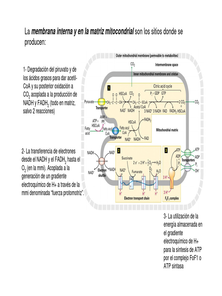 Teórico Mitocondria-3 | PDF | Cadena de transporte de electrones | Trifosfato de adenosina