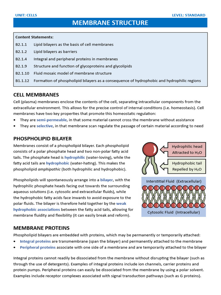 2.4 Membrane Structure | PDF | Cell Membrane | Phospholipid