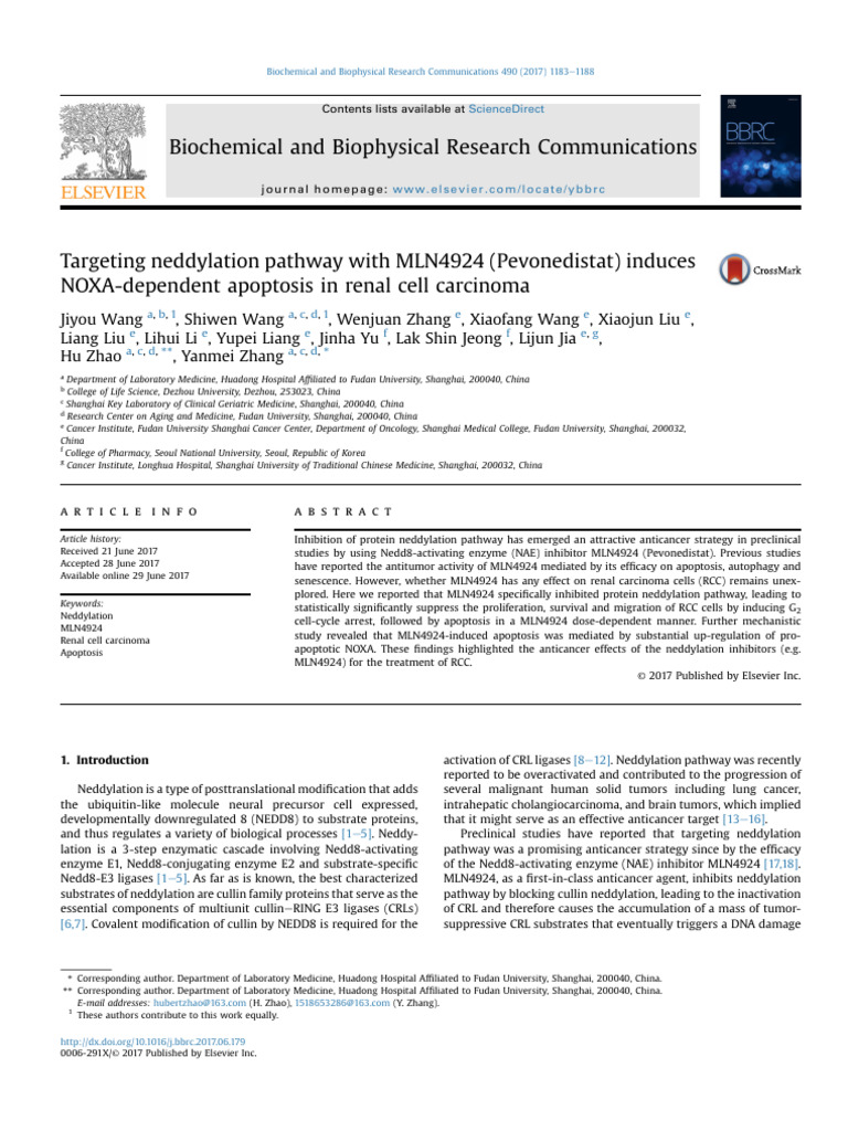 Neddylation Inhibition in Renal Cancer | PDF | Apoptosis | Cancer
