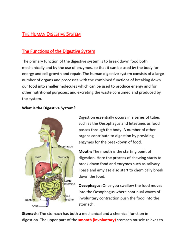 The Digestive System | PDF | Human Digestive System | Stomach