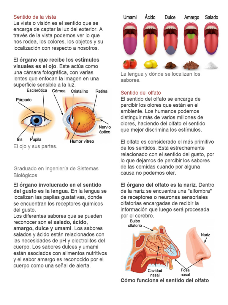 5 Sentidos | PDF