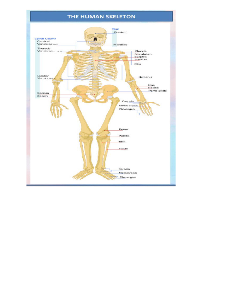 Major Divisions of The Body | PDF