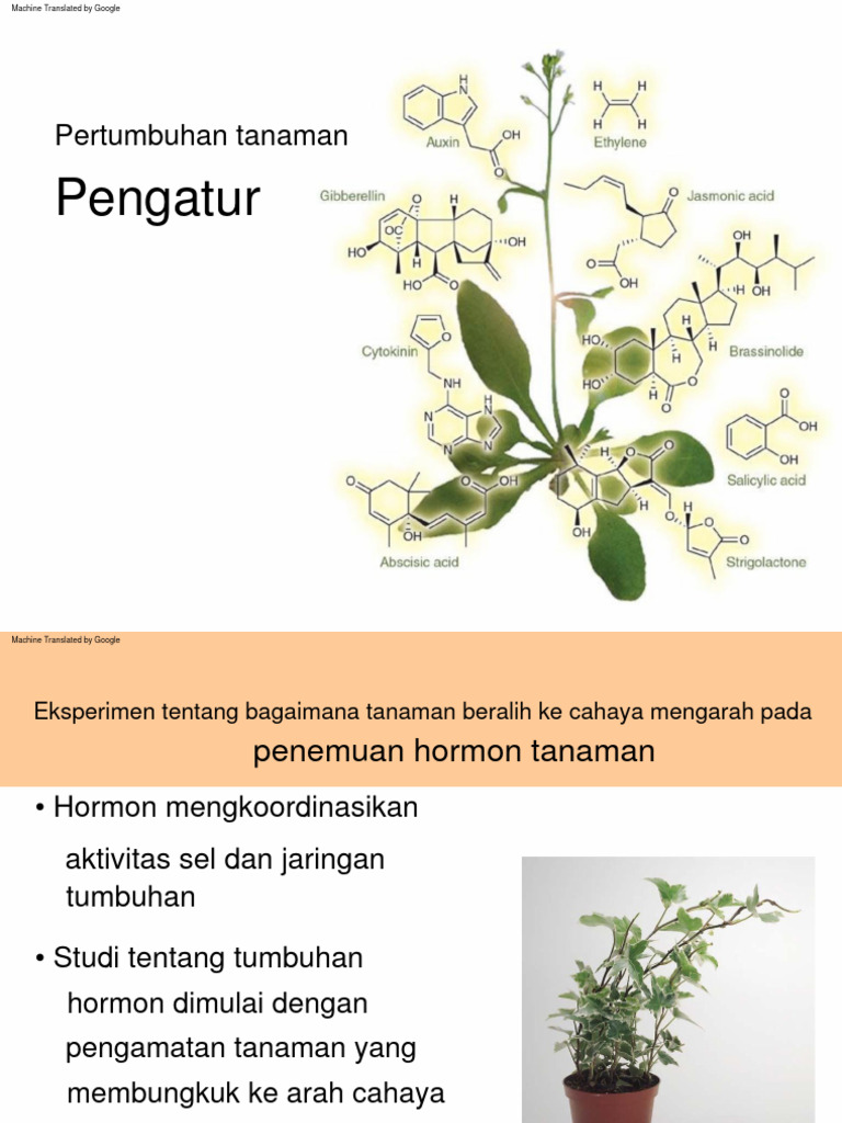 Plant Hormones Auxin, Giberelin, Sitokoinin, Etilen, Asam Absisat | PDF