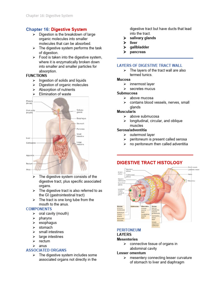 Chapter 16 - Digestive System | PDF | Human Digestive System | Liver