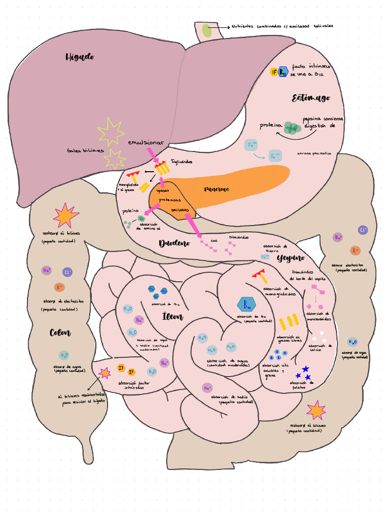 Resumen Digestivo E Hígado | PDF | Digestión | Bilis