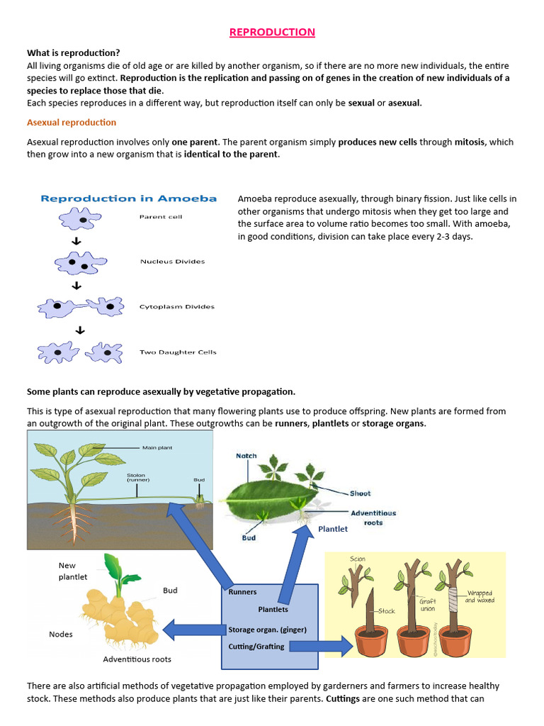 Understanding Reproduction: Types & Processes | PDF