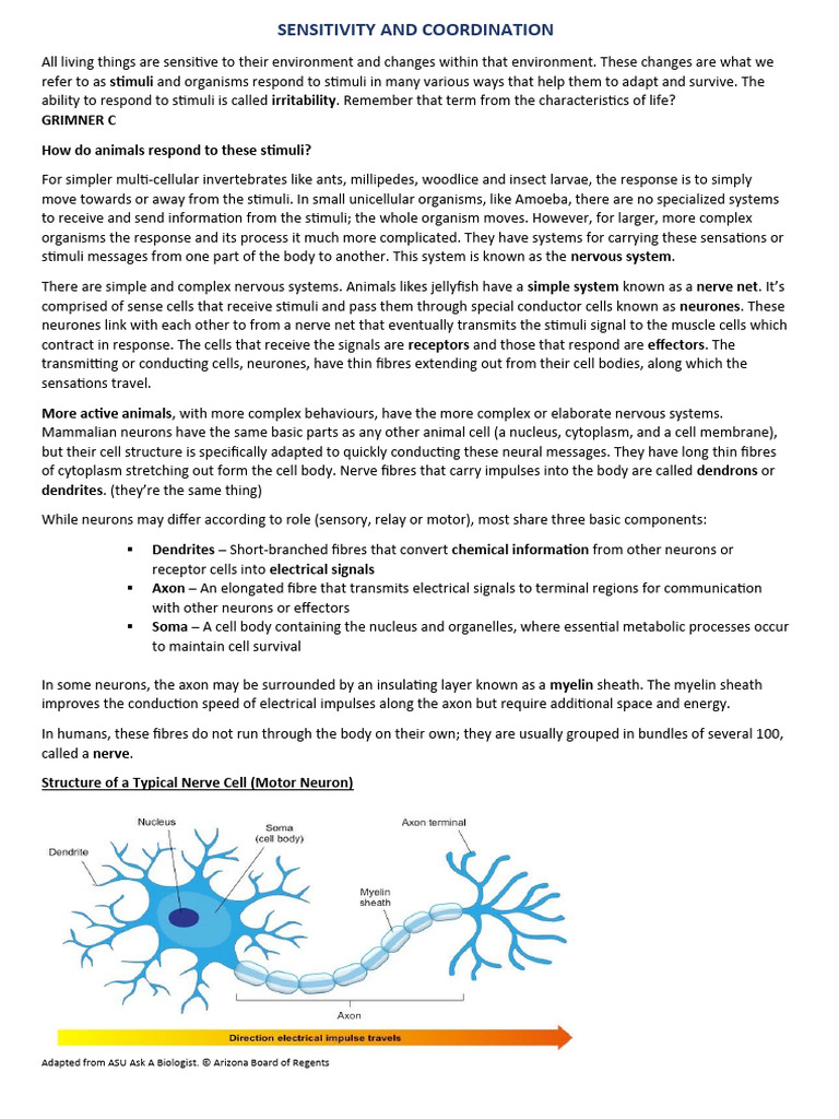 7 Sensitivity and Coordination | PDF | Neuron | Auxin