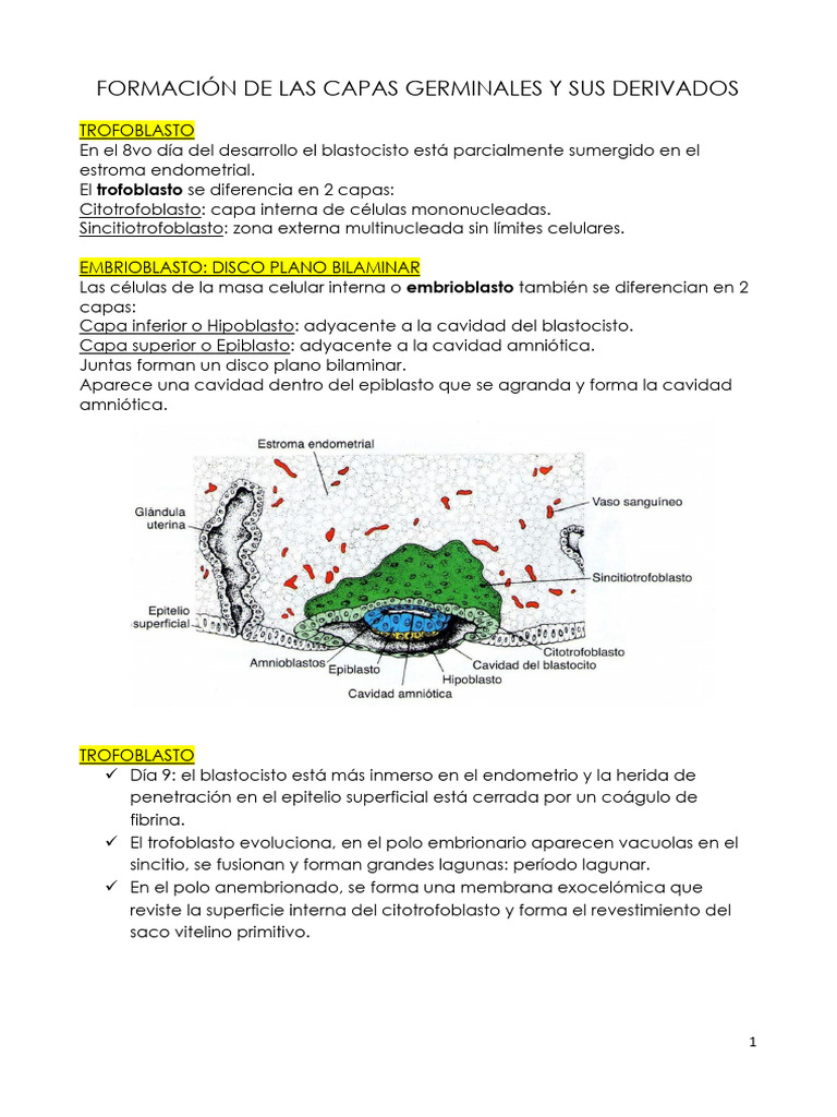 Formación de Las Capas Germinales y Sus Derivados | Descargar gratis ...