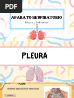 Anatomía de los Pulmones | PDF | Pulmón | Tórax (anatomía humana)