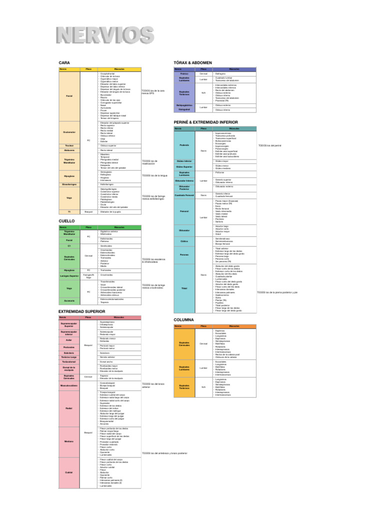 Nervios | PDF