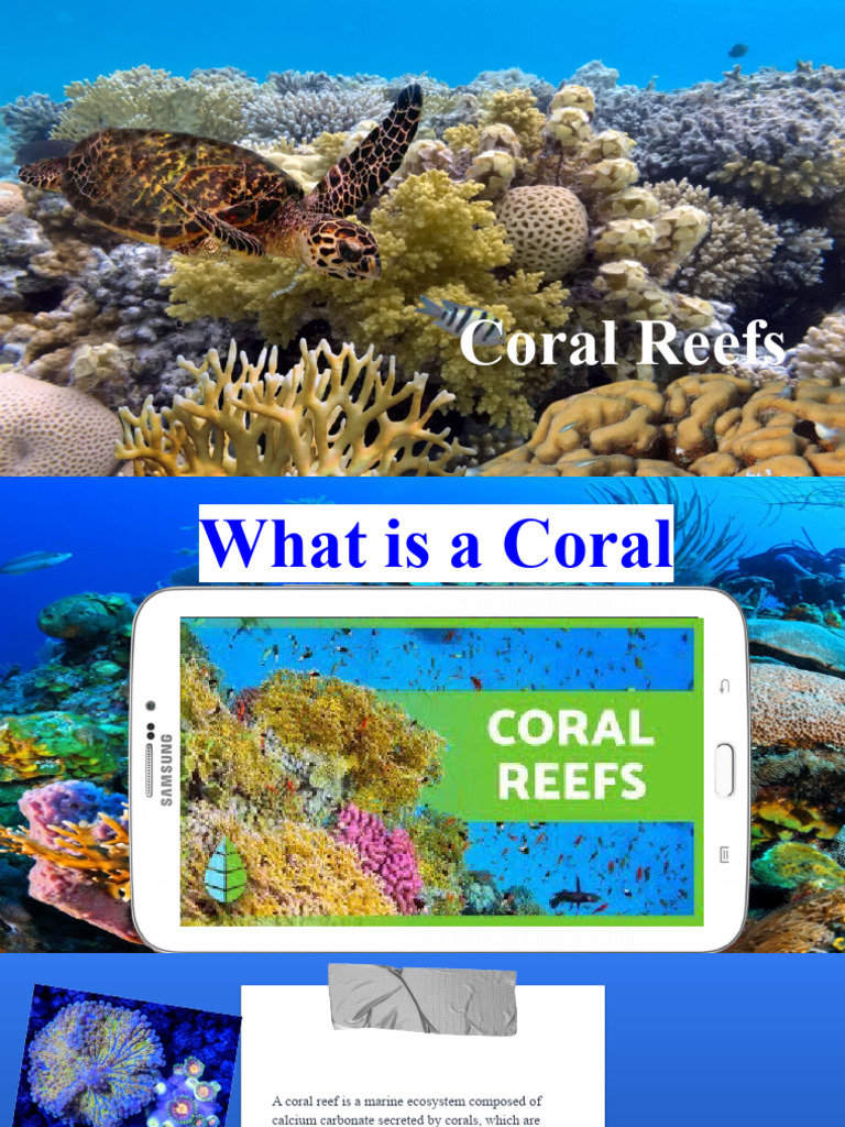 Coastal Reef | PDF | Coral Reef | Coast